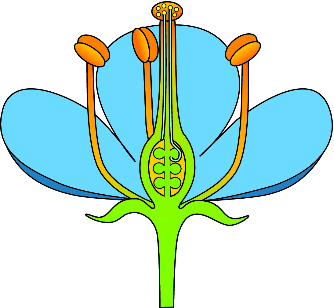 Parts Of A Flower Worksheet Escolagersonalvesgui